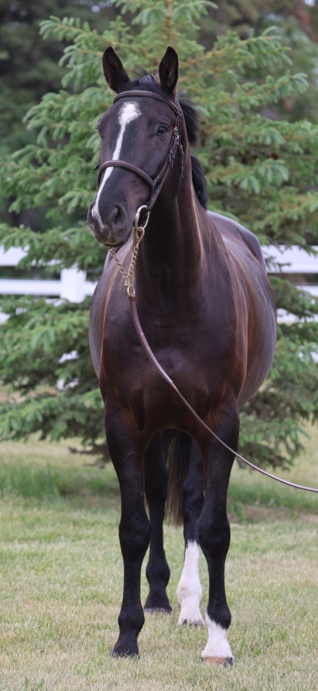 Sold Horses – Elysian Farm