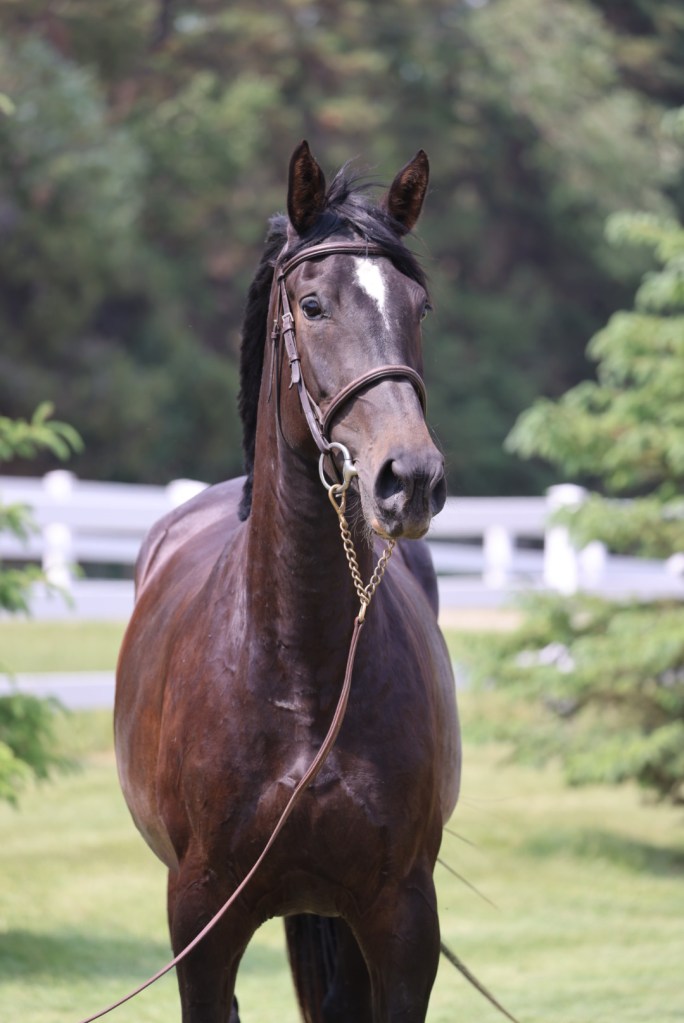 Horses for Sale – Elysian Farm