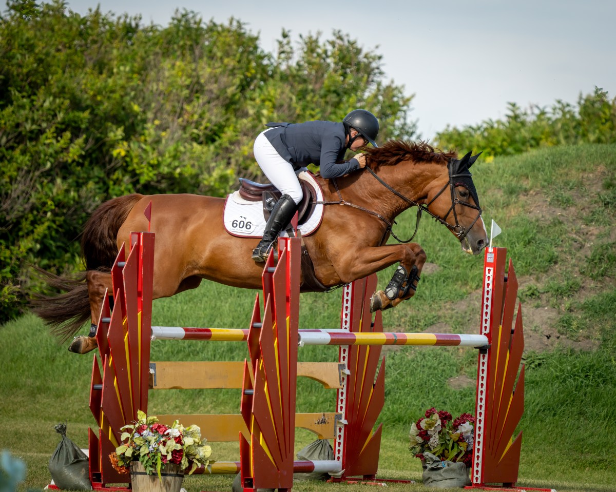 Horses for Sale – Elysian Farm