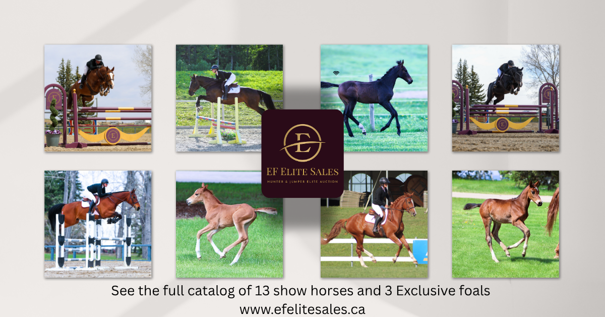 Horses for Sale – Elysian Farm